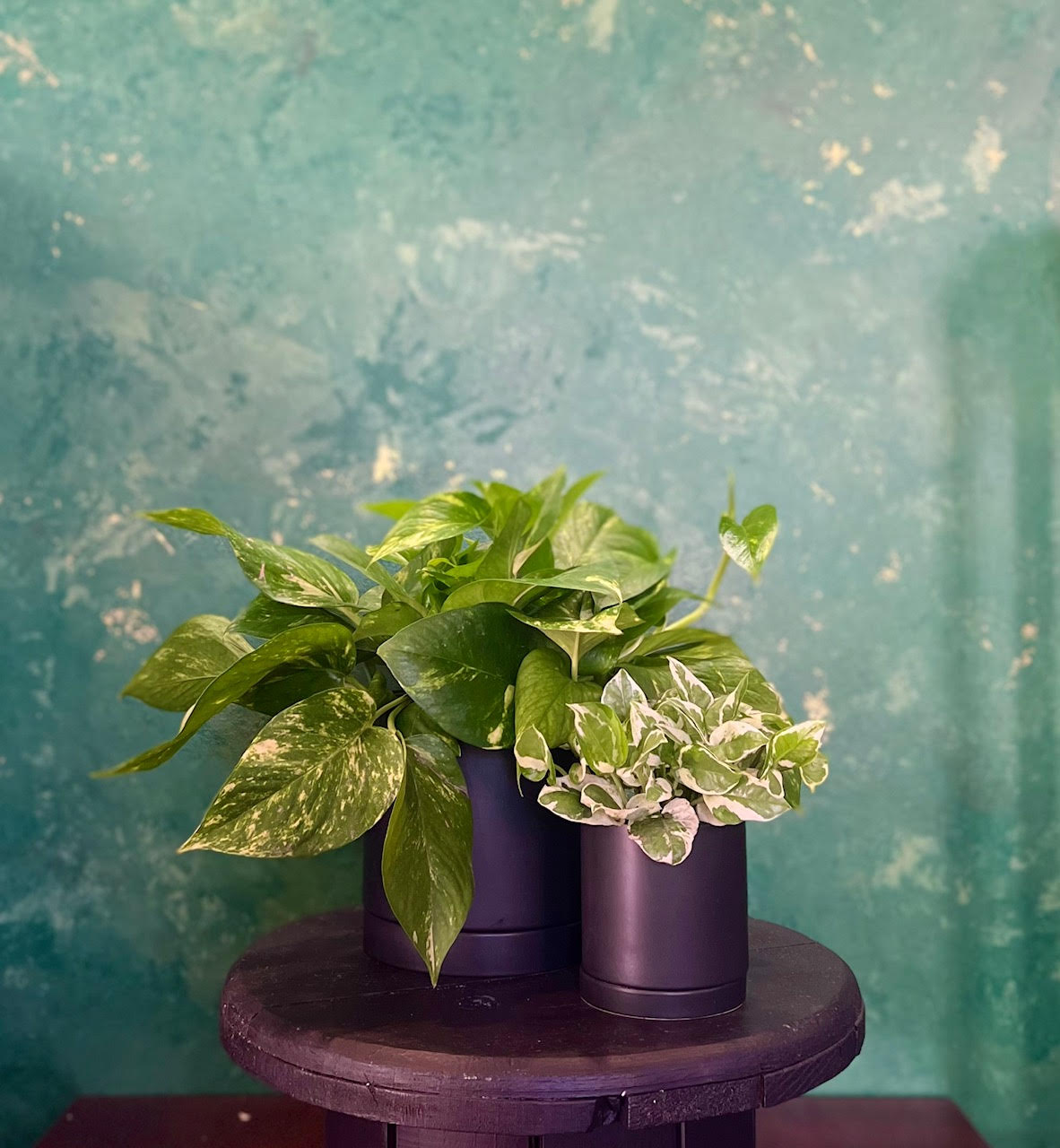 Assorted Potted Pothos | Nigella