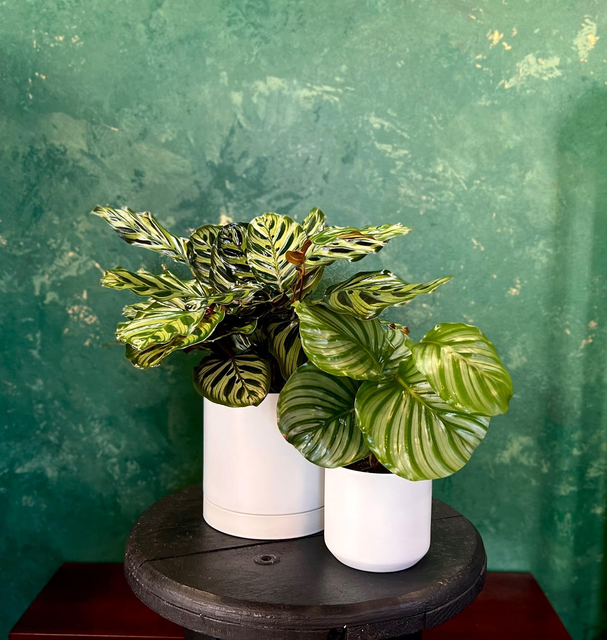 Potted Calathea | Nigella